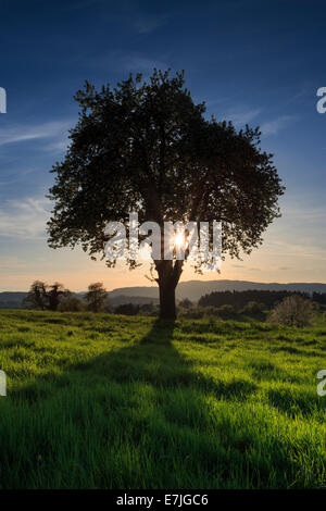 Agrarian, tree, pear tree, field, spring, back light, sky, hill scenery ...