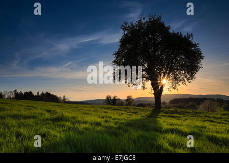 Agrarian, tree, pear tree, field, spring, back light, sky, hill scenery ...
