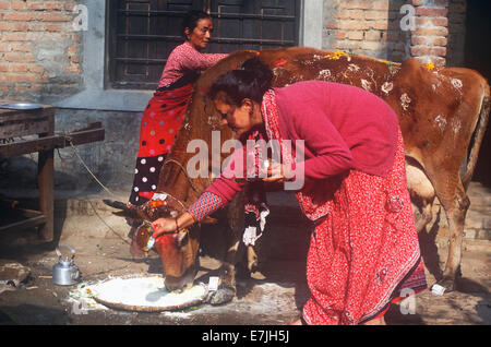 Worship of the Cow, Tihar, Katmandu, Nepal Stock Photo - Alamy