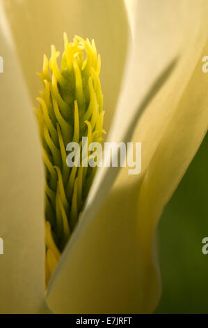 Magnolia Yellow Fever Stock Photo - Alamy