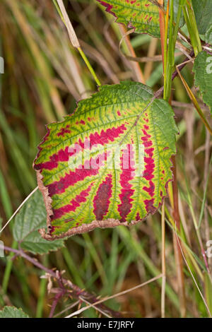 Bramble leaf in autumn Stock Photo - Alamy