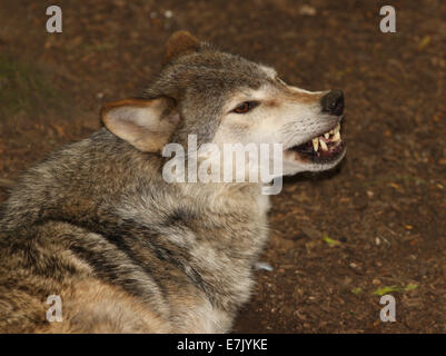 Timber Wolf snarling Stock Photo - Alamy