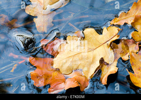 oak fall leaves in water Stock Photo - Alamy