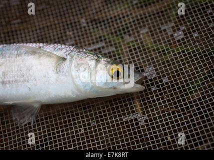 Herring - Yellow-eyed Mullet Stock Photo - Alamy