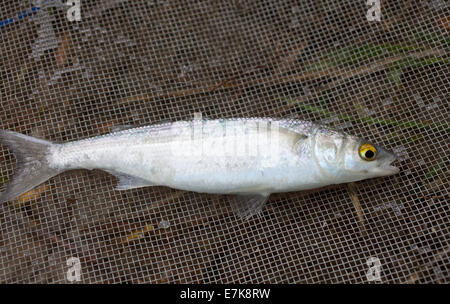 Herring - Yellow-eyed Mullet Stock Photo - Alamy