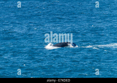 Humpback Whales off Point Lookout Stock Photo - Alamy