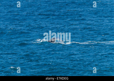 Humpback Whales off Point Lookout Stock Photo - Alamy