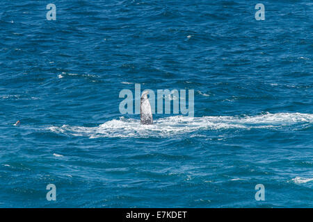 Humpback Whales off Point Lookout Stock Photo - Alamy