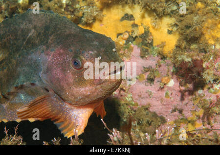 Lumpsucker, lumpfish, hen-fish, henfish, sea hen, female, Seehase, See ...