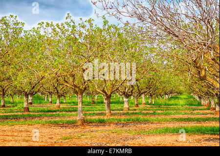Nut groves on the side of the road in California's Central Valley Stock ...