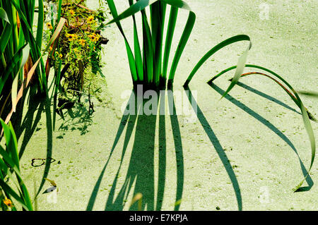 Abstract view of Cattail stalks growing in marshland. (T. latifolia ...