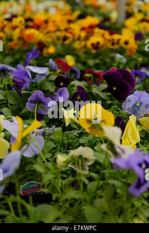 palettes of multi-colored pansies in a nursery Stock Photo - Alamy