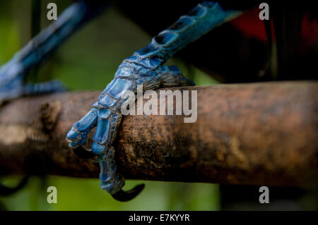close up toucan claw Stock Photo - Alamy