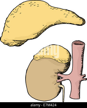 The adrenal gland Stock Photo - Alamy