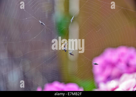 Flies captured by a spider web Stock Photo - Alamy