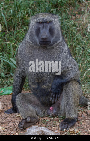 Baboon in Murchison Falls National ark - Uganda Stock Photo - Alamy