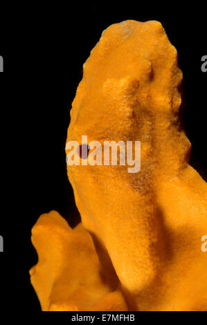 Cork Sponge (Suberites domuncula) Sea of Japan, Rudnaya Pristan, Far ...