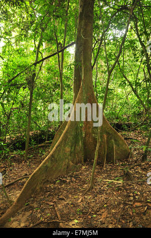 Root of the Tree Stock Photo - Alamy