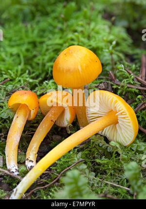 Golden waxcap fungi Hygrocybe chlorophana in grassland UK Stock Photo ...