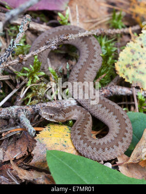 The common European adder Stock Photo - Alamy