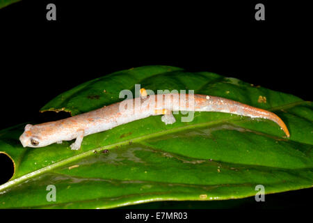climbing salamander in the amazon rainforest, ecuador Stock Photo - Alamy