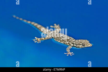 A gecko lizard floats in a pool in the island of Mallorca Stock Photo ...