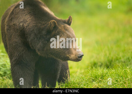 Brown bear looking sideways Stock Photo - Alamy