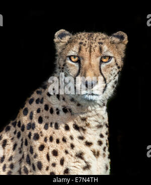 A head portrait of an alert cheetah, the fastest land animal, showing ...