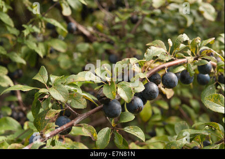 Wild damsons on the branch growing in a hedgerow in Norfolk, England ...