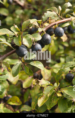 Wild damsons on the branch growing in a hedgerow in Norfolk, England ...