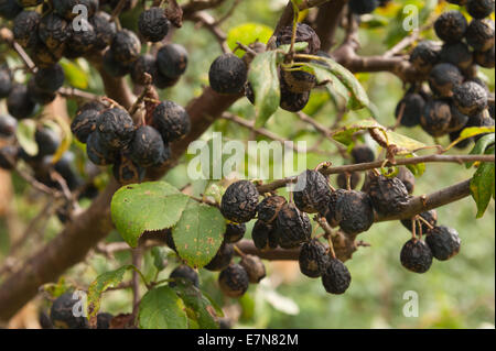Wild damsons on the branch growing in a hedgerow in Norfolk, England ...