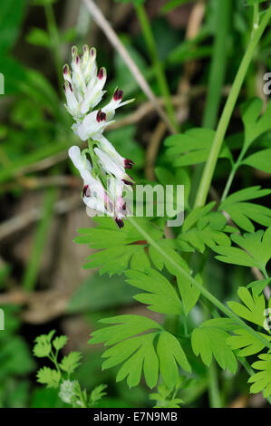 White Ramping-fumitory - Fumaria capreolata Stock Photo - Alamy