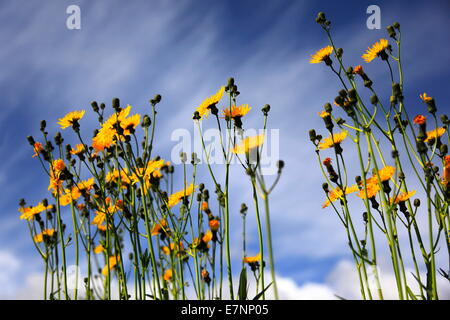 Rape Flower,Qinghai Province Stock Photo - Alamy