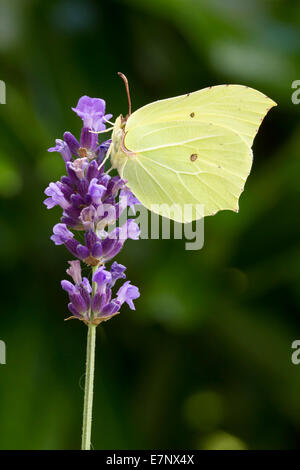Animal, Insect, Common Brimstone, Gonepteryx rhamni, Butterfly ...