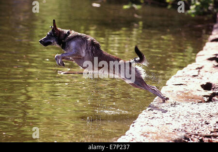 Dog, Jump, water, Canis familiaris Stock Photo - Alamy