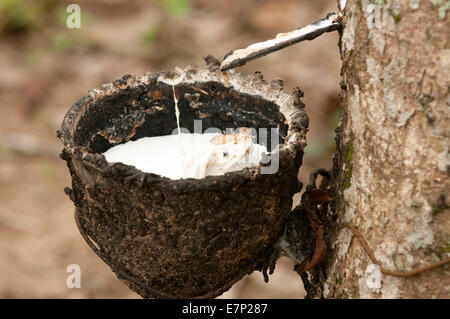 Harvest rubber - Hevea brasiliensis - Thailand - Récolte du latex sur ...