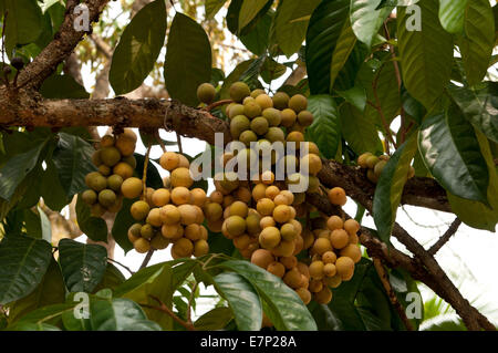 Langsat - Thailand - Lansium domesticum Stock Photo - Alamy