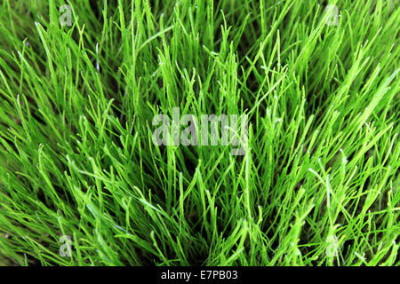 Very green and beautiful grass. Can be used as texture Stock Photo - Alamy