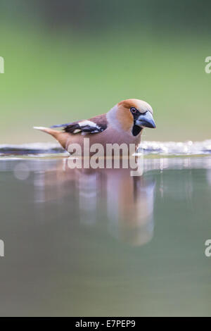 Hawfinch bird bathing standing in a pond close-up Stock Photo - Alamy