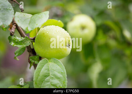 Apple crop outdoors Stock Photo - Alamy