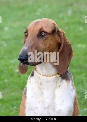 Typical Scenthound Poitevin dog on a spring meadow Stock Photo - Alamy