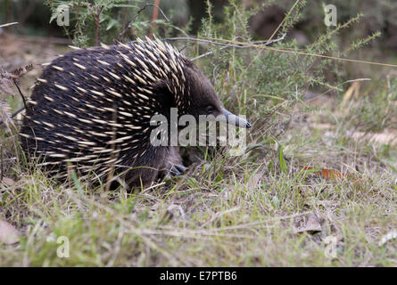 Echidna looking for food at dusk, Wilsons Prom, Australia Stock Photo ...