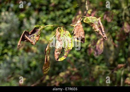 Quince leaf blight close-up. Cydonia oblonga affected by diplocarpon ...