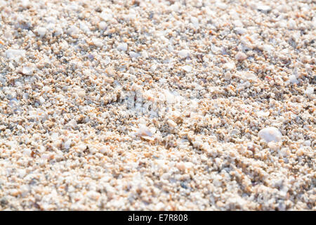 Seashells background. Mallorca, Balearic islands, Spain in July Stock ...