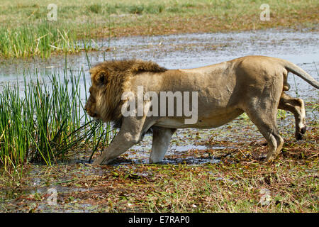 The regal lion, Africa's top & most feared apex predator, fine example ...