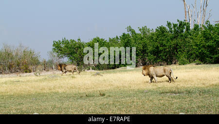 The regal lion, Africa's top & most feared apex predator, close up of a ...