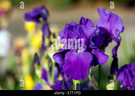 violet iris flowers in a garden closeup, wide photo Stock Photo - Alamy