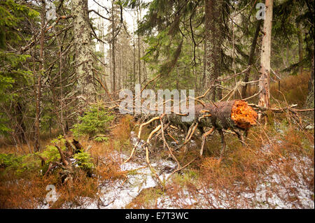 Rotted trees collapsed in Babia Gora National Park Stock Photo - Alamy