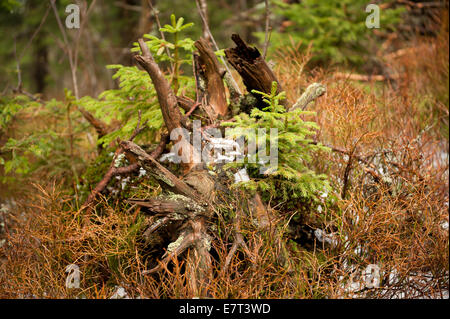 A trunk of a collapsed tree in a park Stock Photo - Alamy