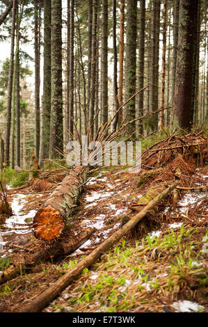 Rotted trunk collapsed in Babia Góra National Park Stock Photo - Alamy